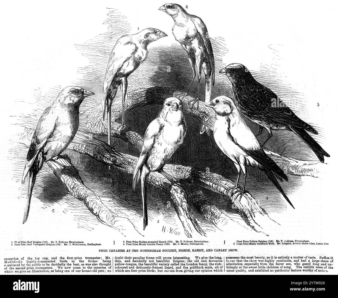 Belgian canaries hi-res stock photography and images - Alamy