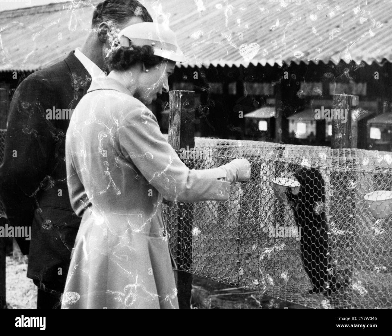 Queen Elizabeth looking at a mink during a visit to Mr D Hall's farm ...