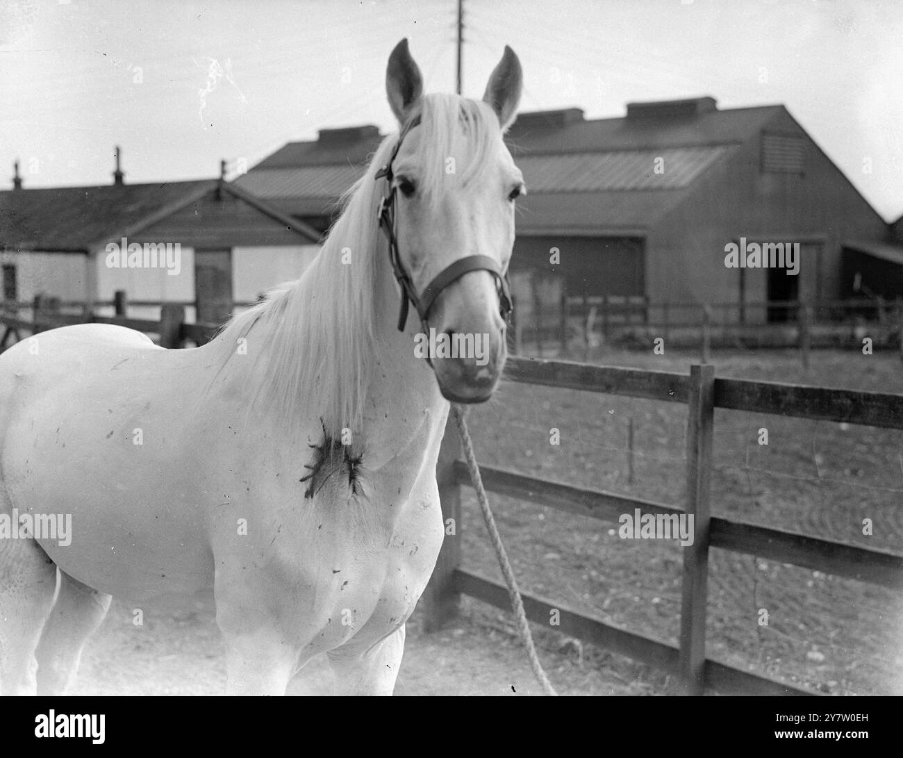 ROMMEL ' S BATTLE SCARRED CHARGER IN ENGLAND The fine charger which ...