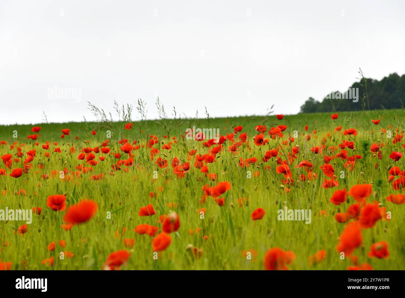 bright poppies in a grain field Stock Photo - Alamy