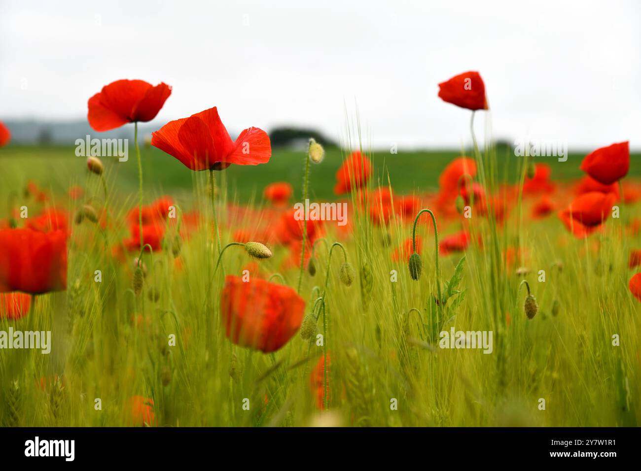 bright poppies in a grain field Stock Photo - Alamy