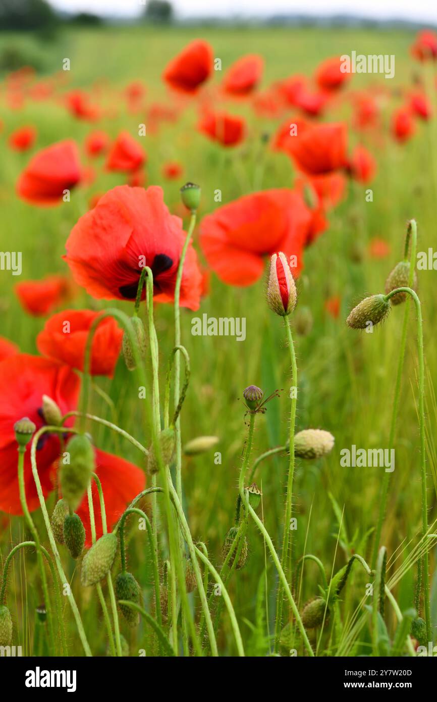 bright poppies in a grain field Stock Photo - Alamy