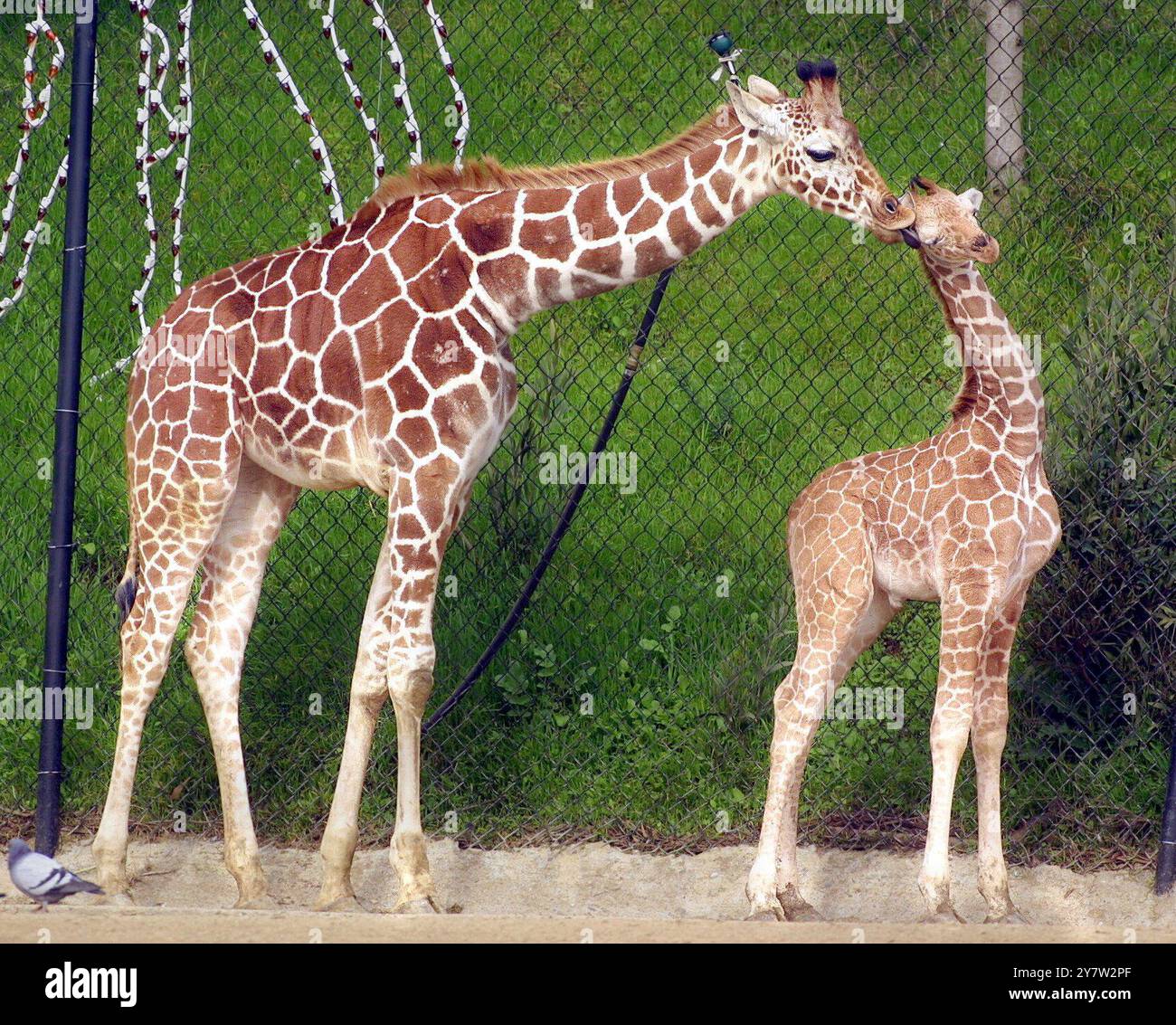 Oakland, California: The Oakland Zoo's new baby giraffe is being ...
