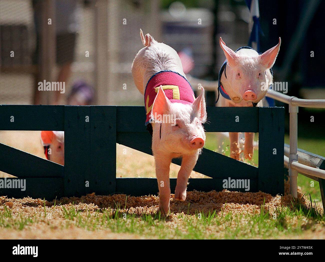 Pig race track hi-res stock photography and images - Alamy