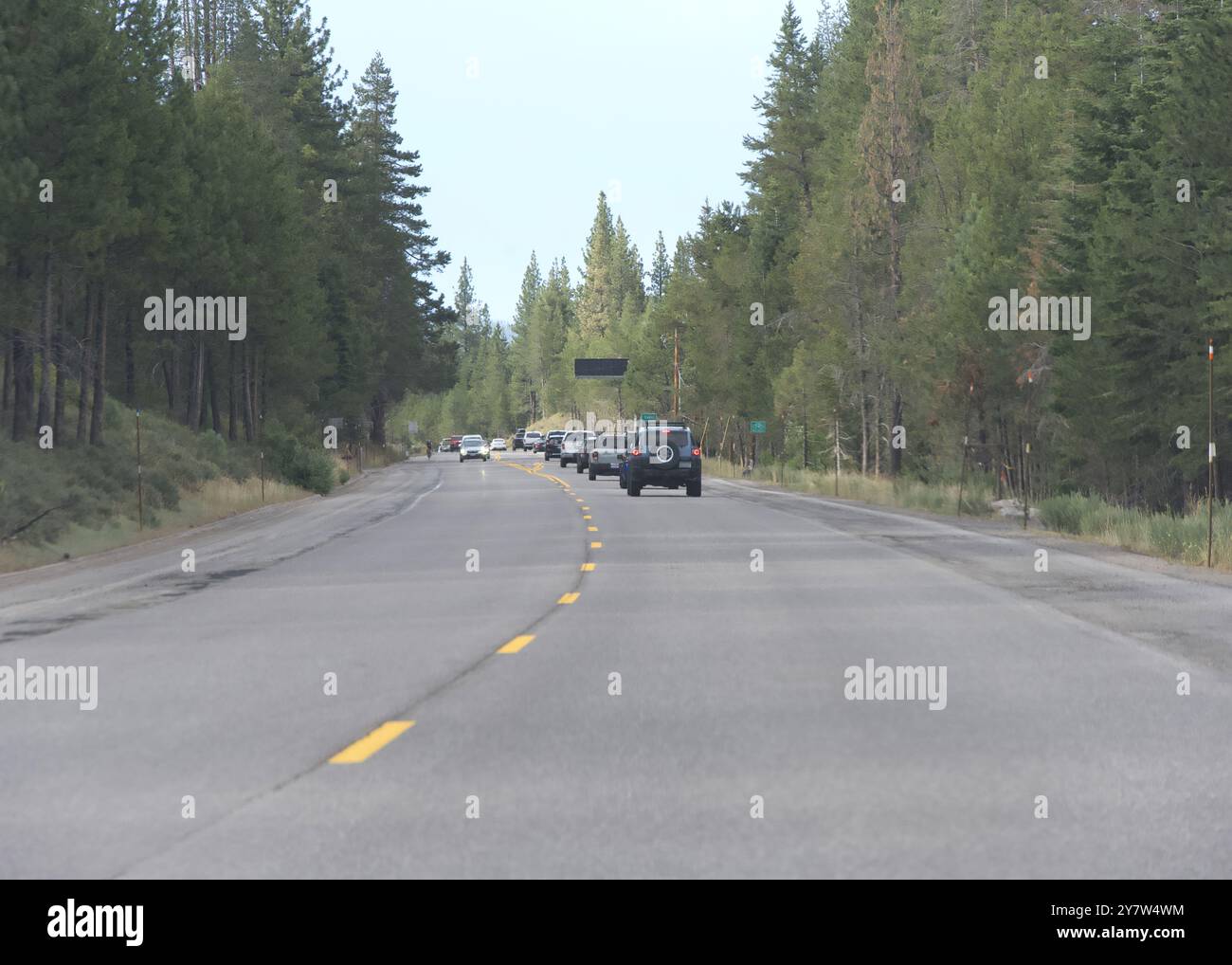 Tall pine trees lining a mountain road, many cars driving in both ...