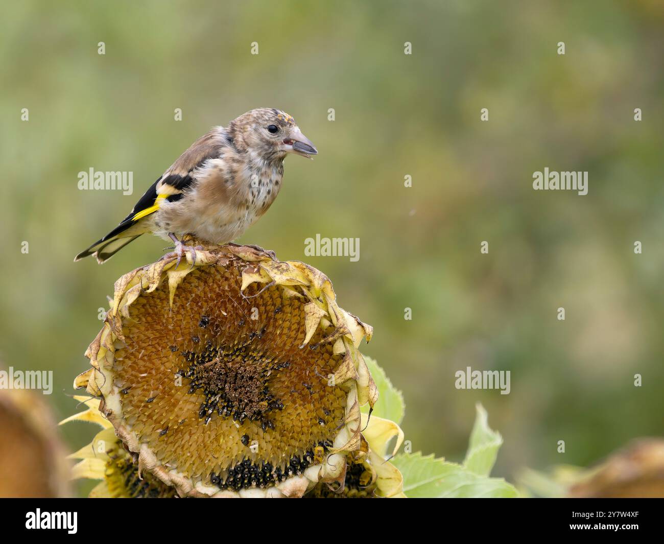 Goldfinch, Carduelis carduelis, single immature bird on sunflower seed ...