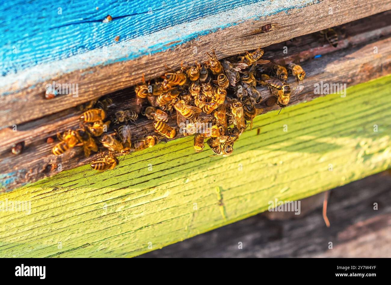 Honey bees gathered in crevice of old wooden beehive. Beekeeping ...