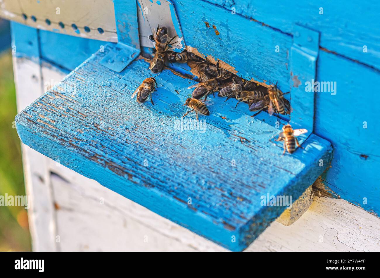 Bees at the entrance to the old blue beehive. Honey-bearing insects ...