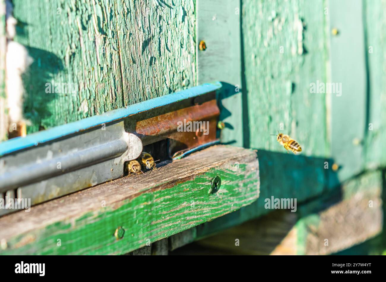 Bee flies into hive, bees and hive - bees bring honey to hive ...
