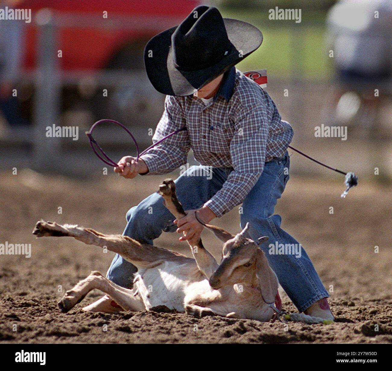 Goat roping hi-res stock photography and images - Alamy