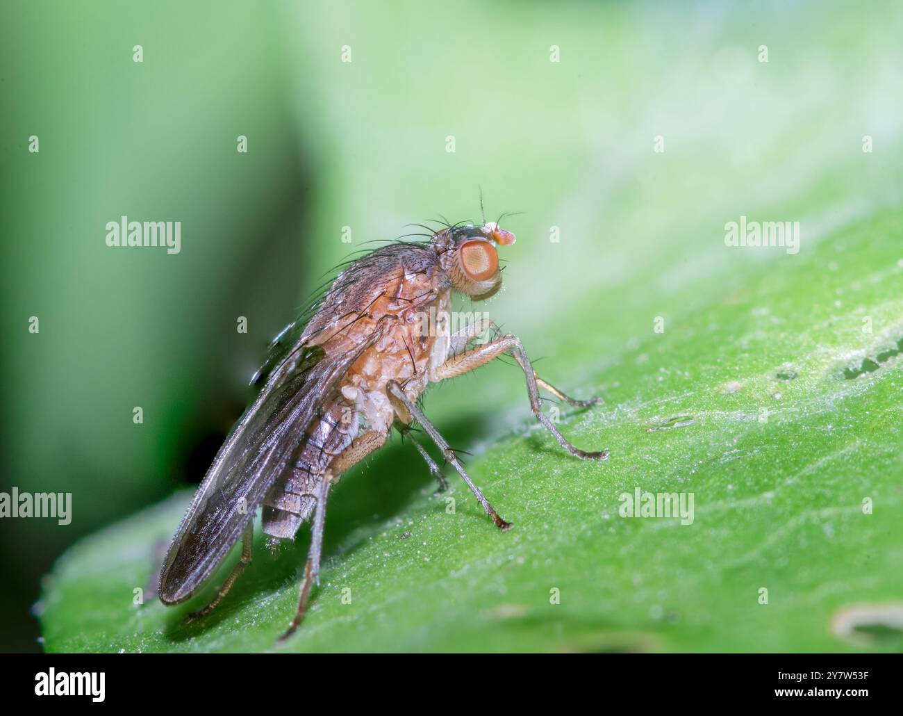 Detailed insect icon hi-res stock photography and images - Alamy