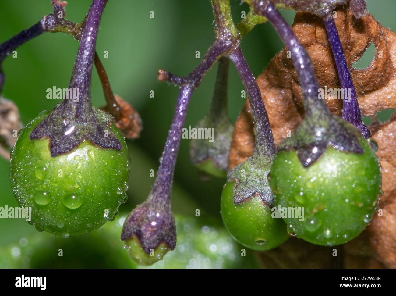 devil grape details Stock Photo - Alamy
