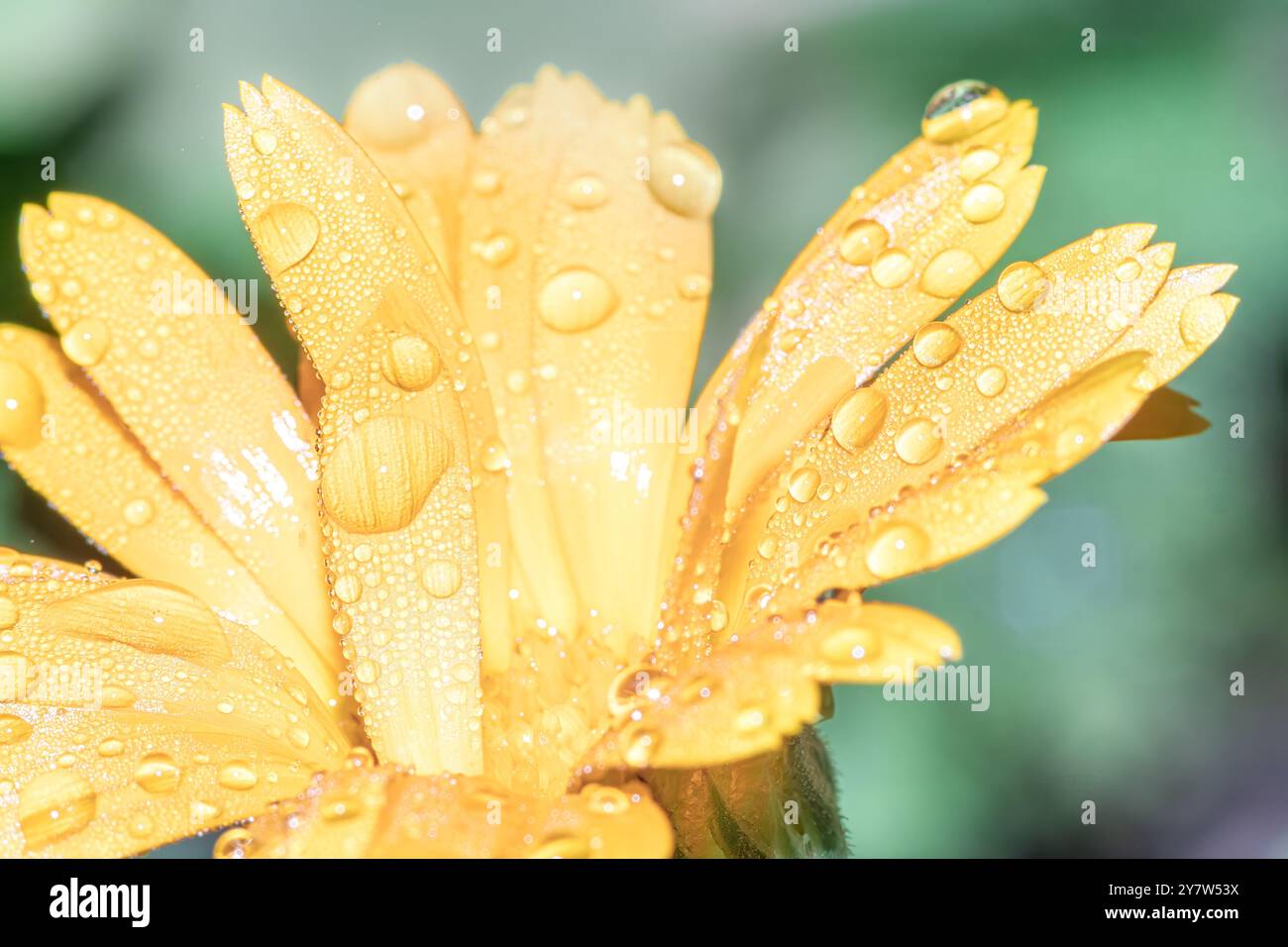 Close up woman pouring flower hi-res stock photography and images - Alamy