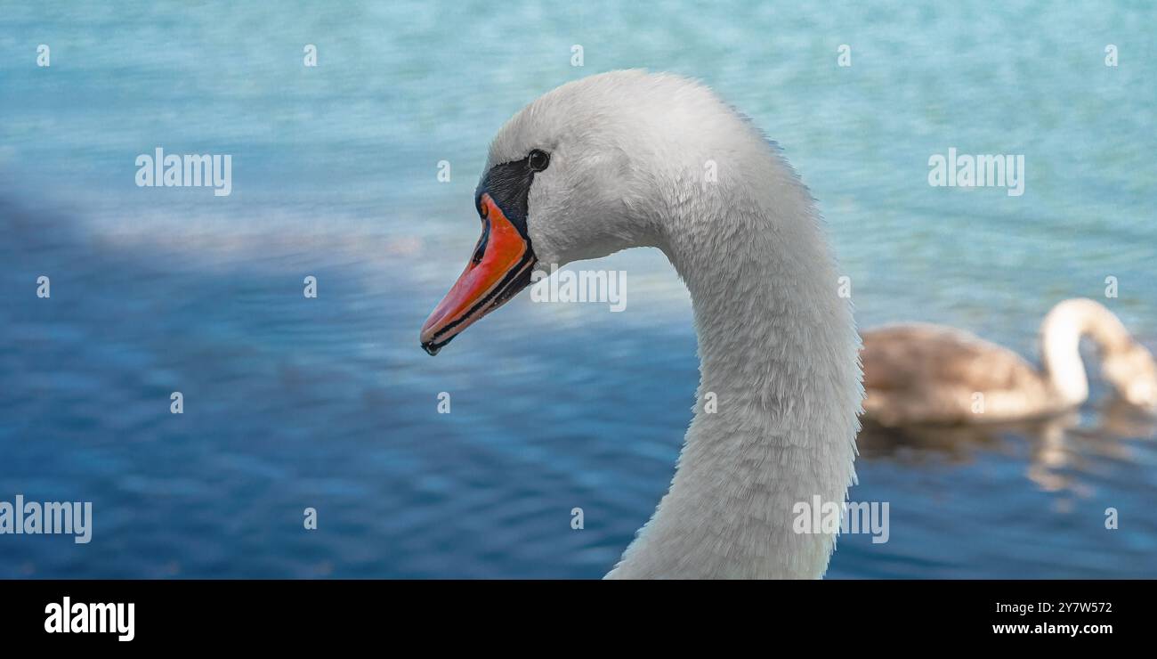 Enlarged image of head of white swan with typical curved neck and ...