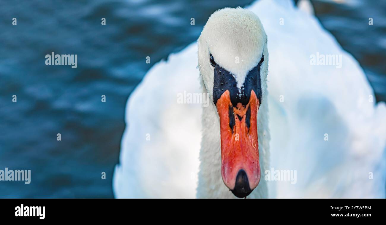 Front view of white swan on blue dark lake. Head, orange beak close up ...