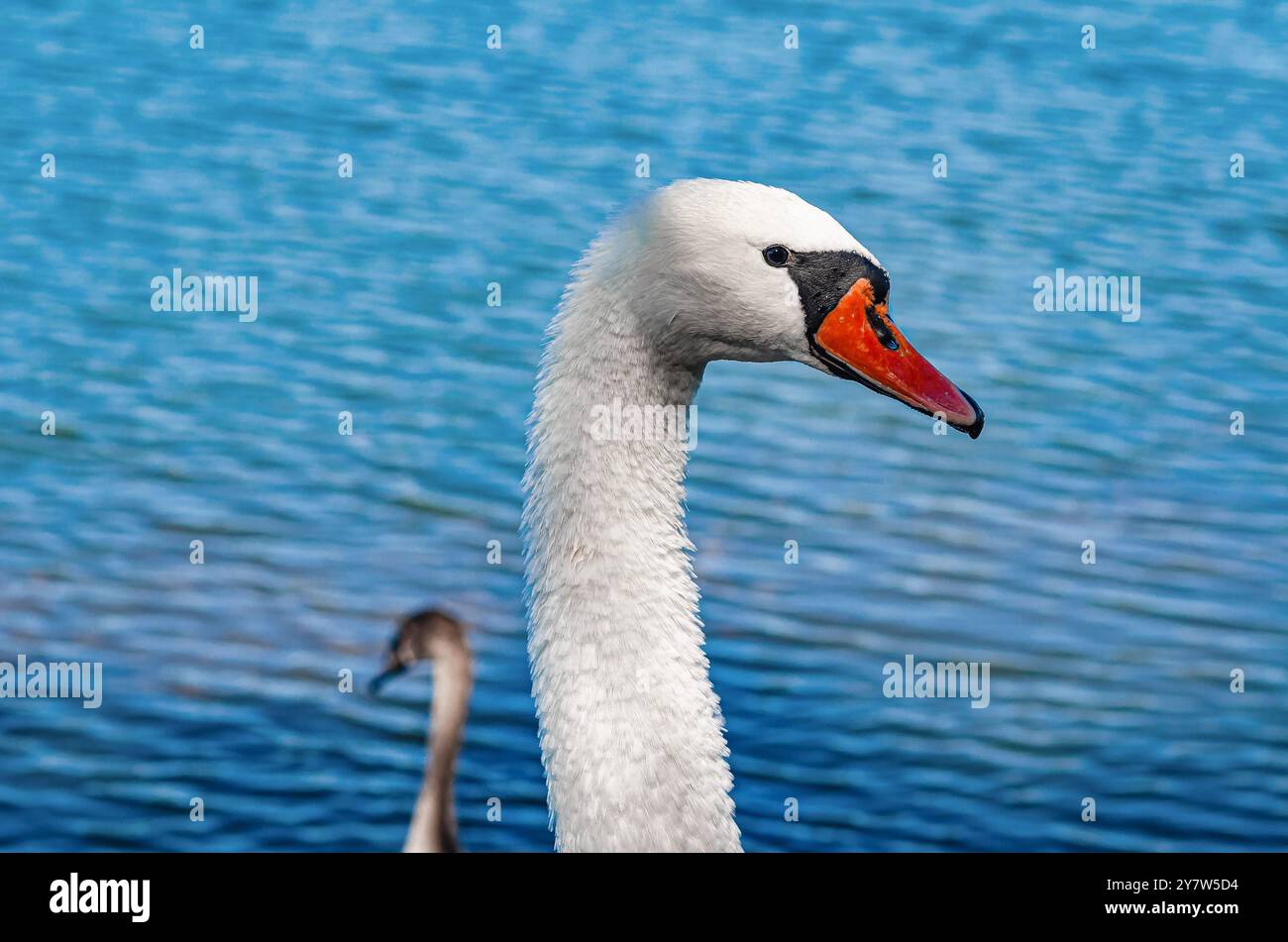 Enlarged image of head of white swan with typical curved neck and ...
