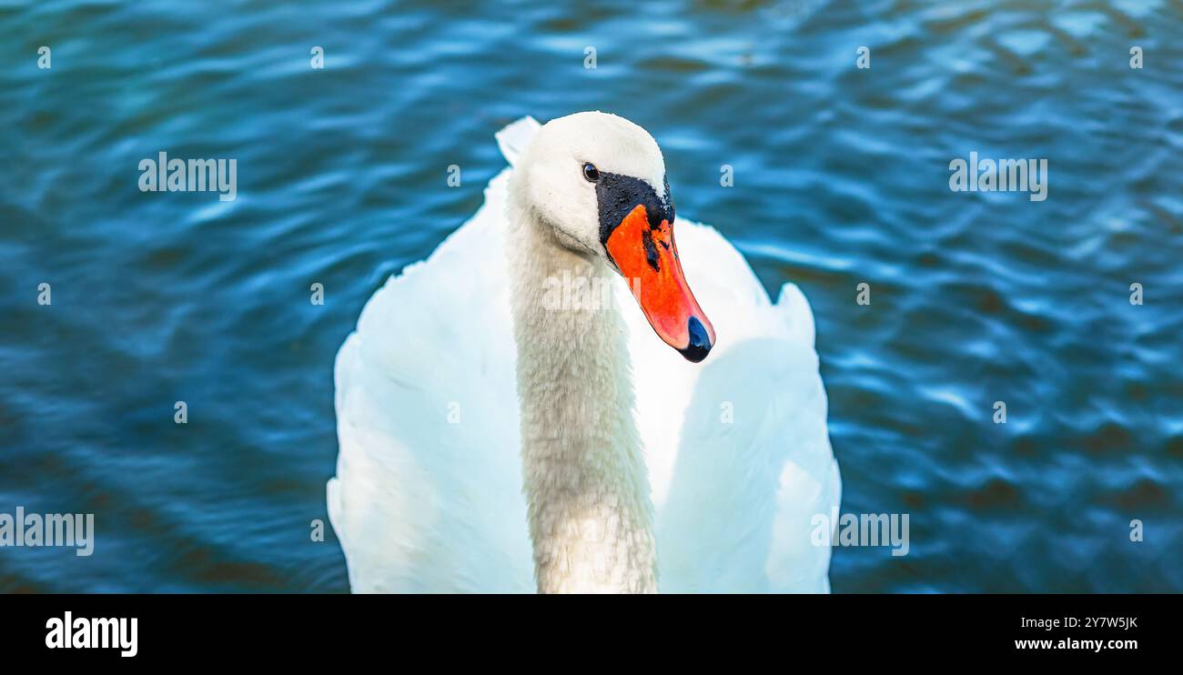 Front view of white swan on blue dark lake. Curved long neck. Wild ...