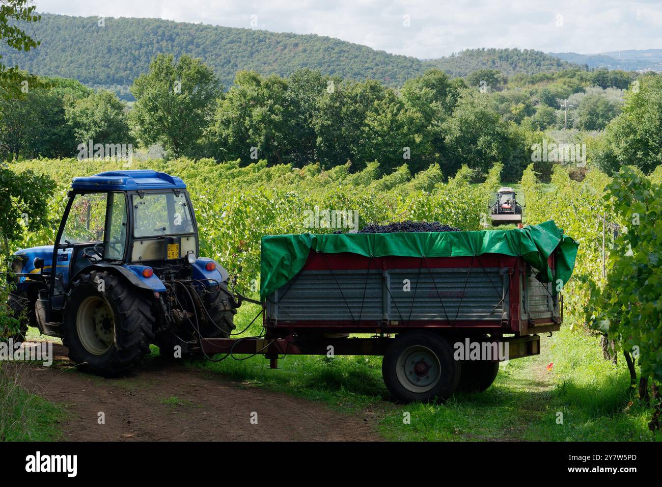 Tractor and trailer in a vineyard in the town of Montefiascone. Oct 1st ...