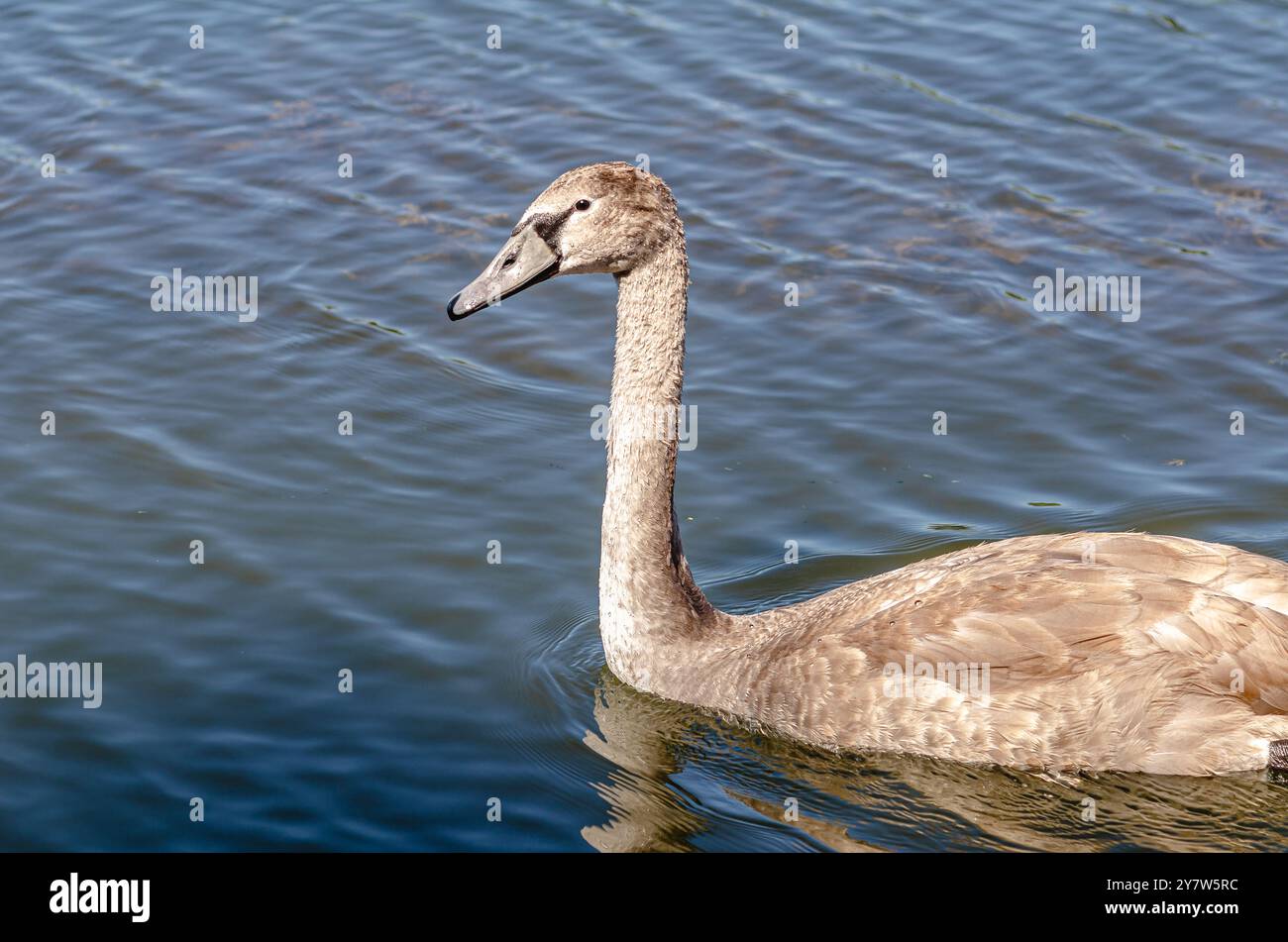 Side view of young gray swan, cute swan head and neck, black beak ...