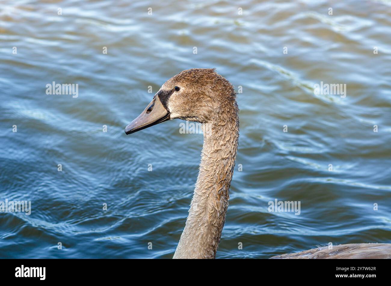 Young gray swan, head and neck of cute swan close-up, black beak ...