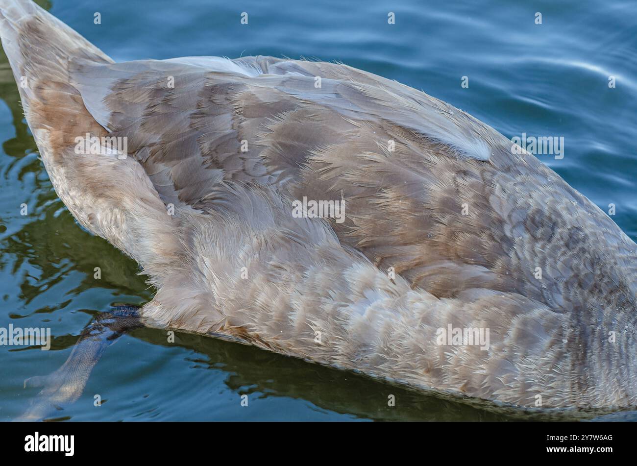 Body of gray swan diving into the water. Drops of water. Waterfowl in ...
