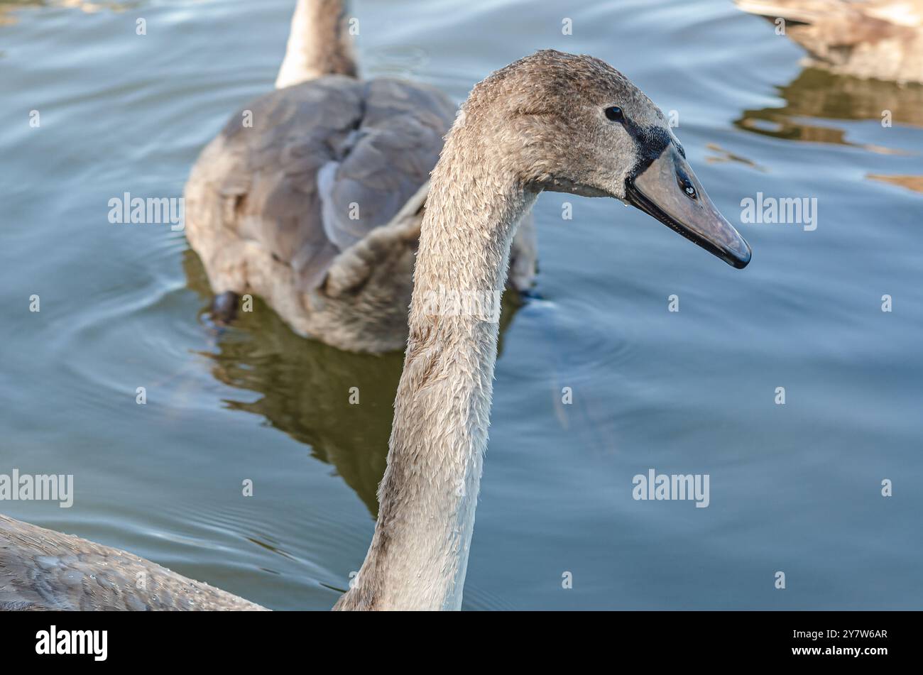 Young gray swan, head and neck of cute swan close-up, black beak ...