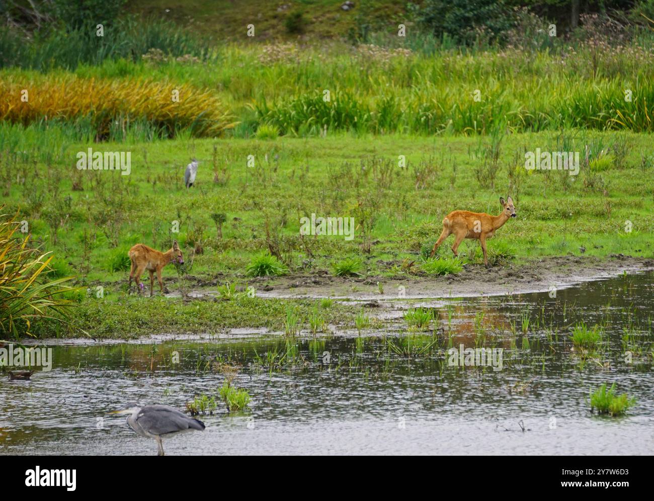 Two roe deer grazing hi-res stock photography and images - Alamy