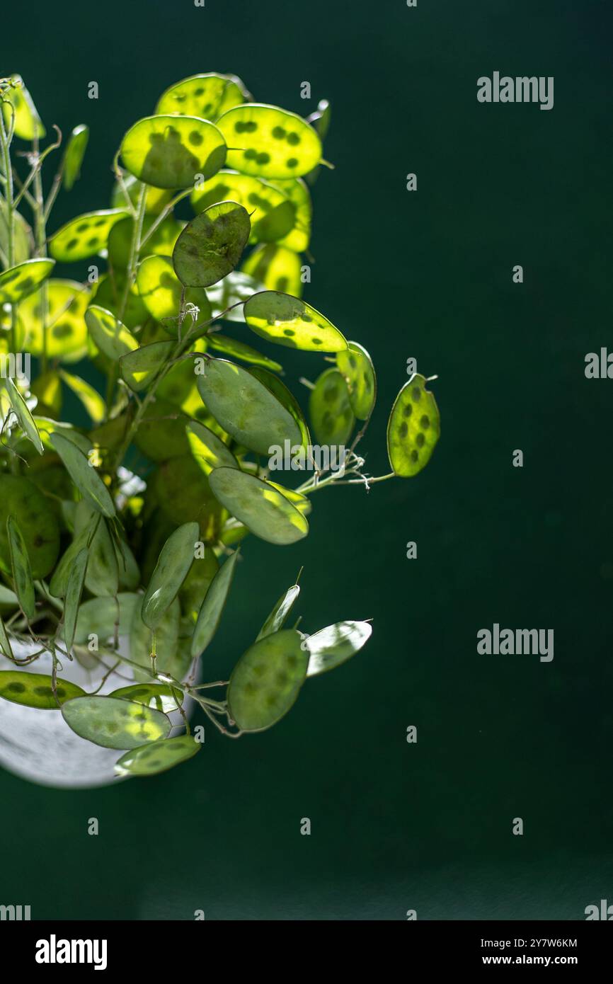 Green leafy background. Lunaria annua leaves. Dried flower money plant ...