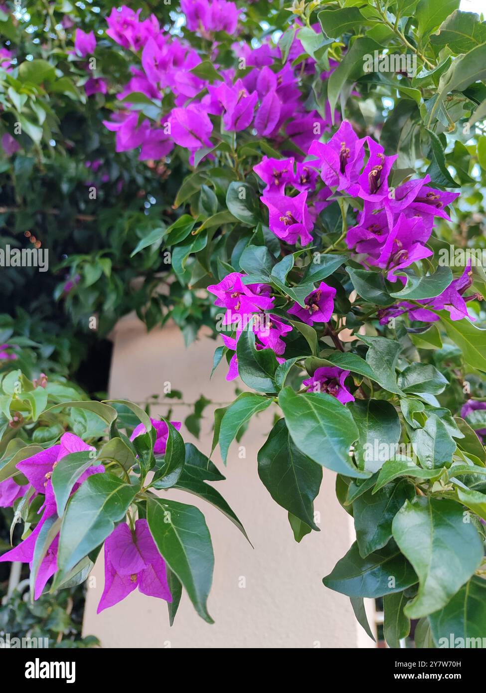 The Beautiful and Vibrant Bougainvillea Flowers Are Currently in Full ...