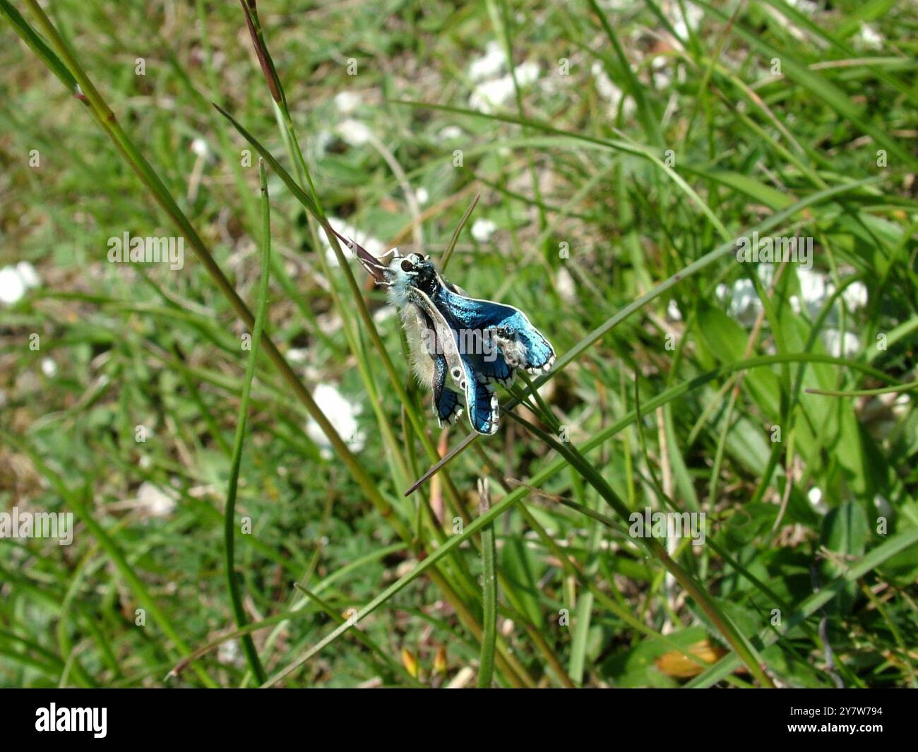 An Adonis Blue Butterfly "Polyommatus bellargus" pumps its wings full ...