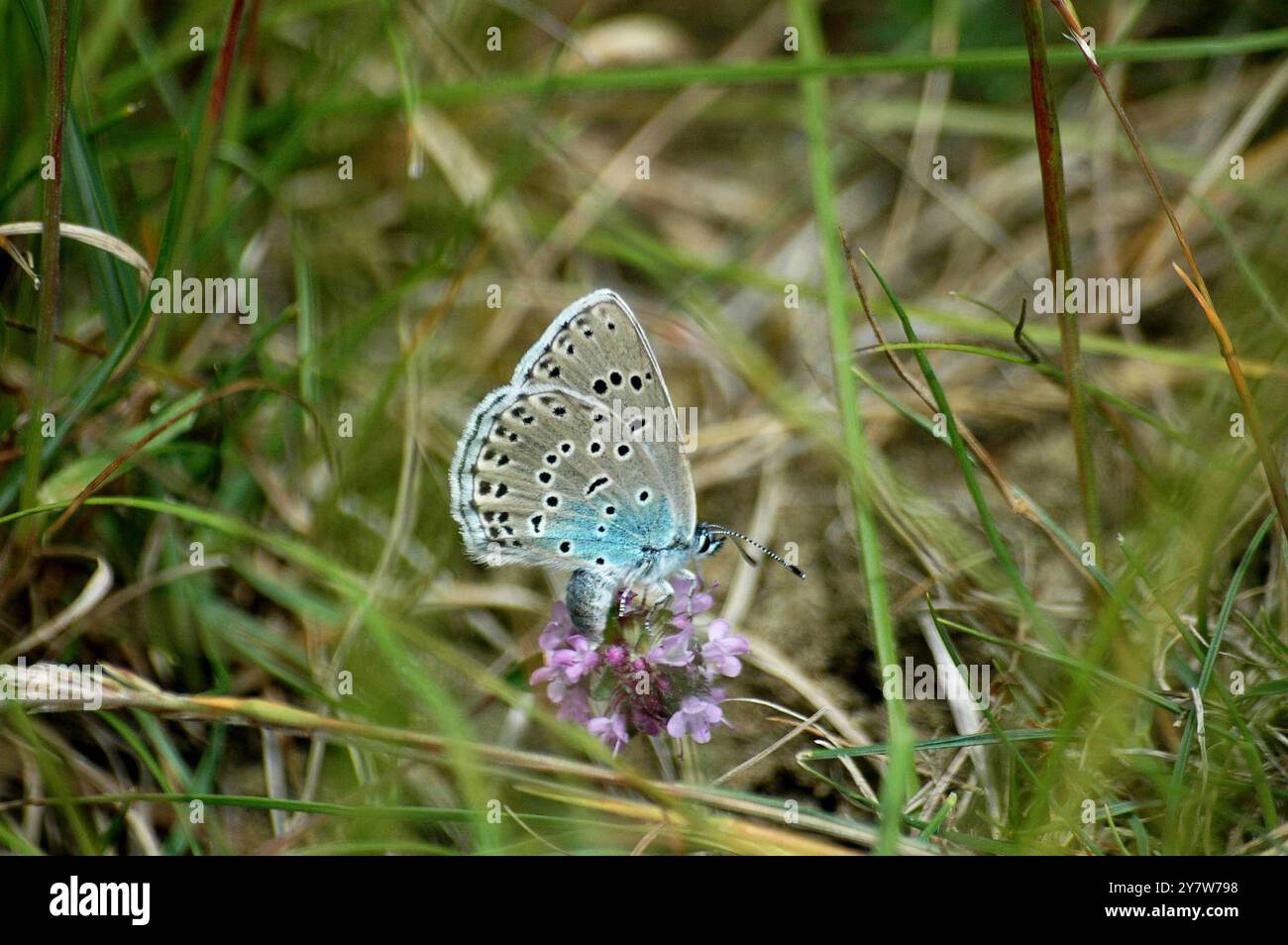 Female Large Blue Butterfly "Glaucopsyche arion" laying an egg on wild ...