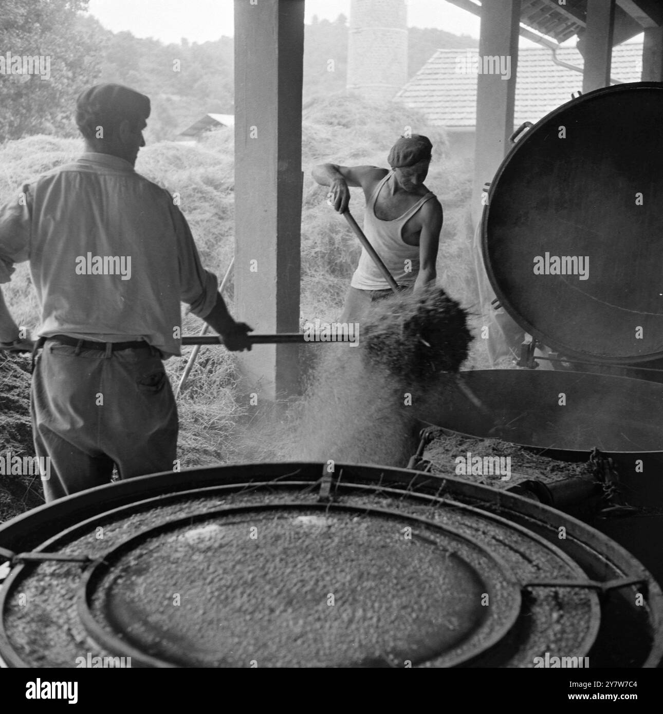 France - 1955Workers are shown placing seeds and stalks into a large ...