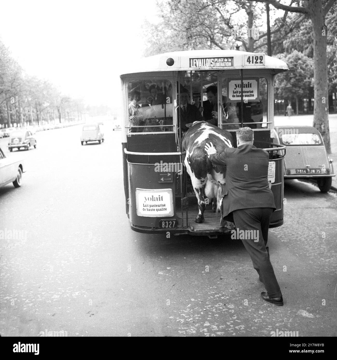 Unusual street scene in the heart of Paris yesterday as the cow ...