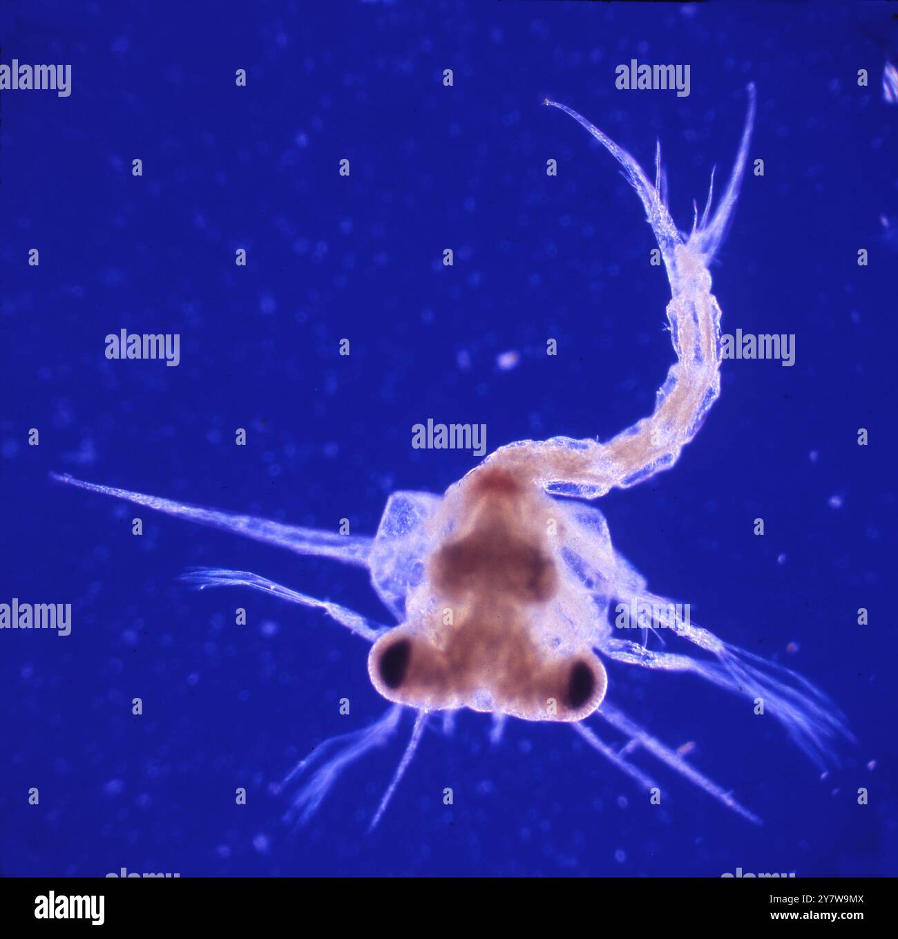 Photomicrograph Shore Crab Larval Stage A micrograph, microphotograph ...
