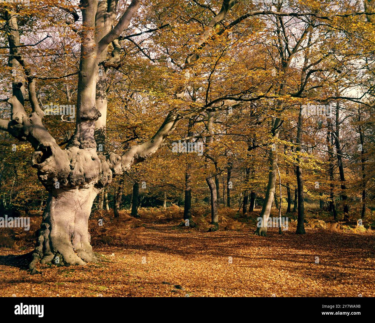 20 hectares of ancient woodland hi-res stock photography and images - Alamy