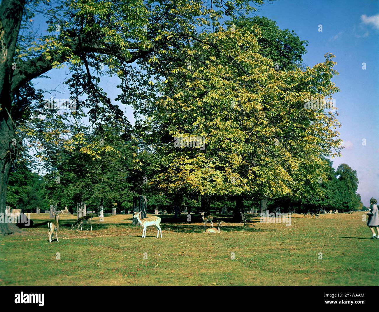 Bushey Park deer in Middlesex - The 445 ha. Bushey Park is less well ...