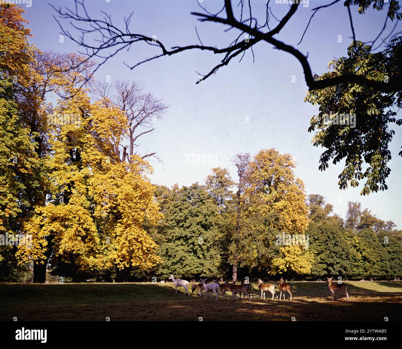 Bushey Park deer in Middlesex - The 445 ha. Bushey Park is less well ...