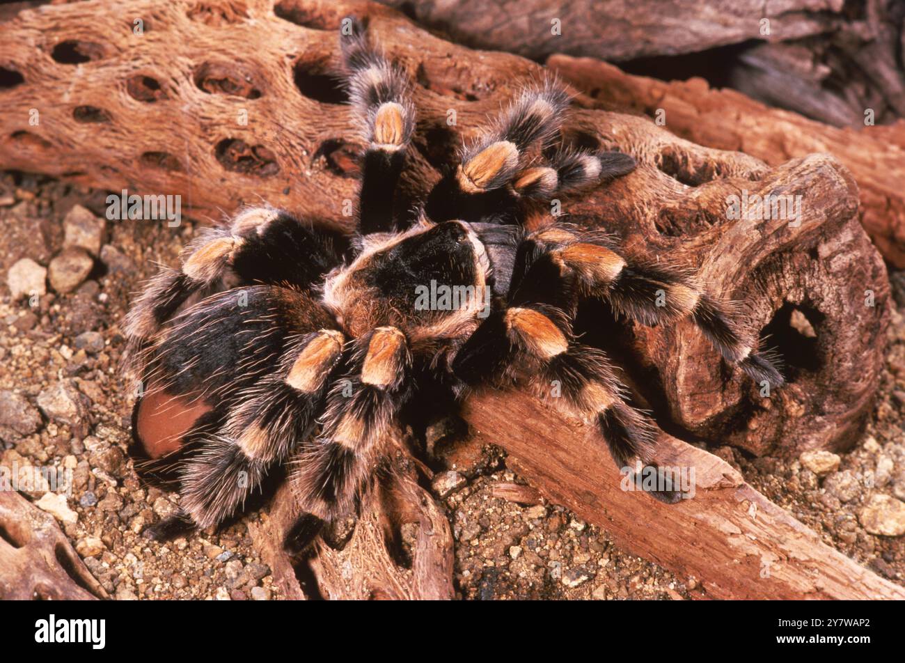 Mexican Red knee Tarantula Stock Photo - Alamy