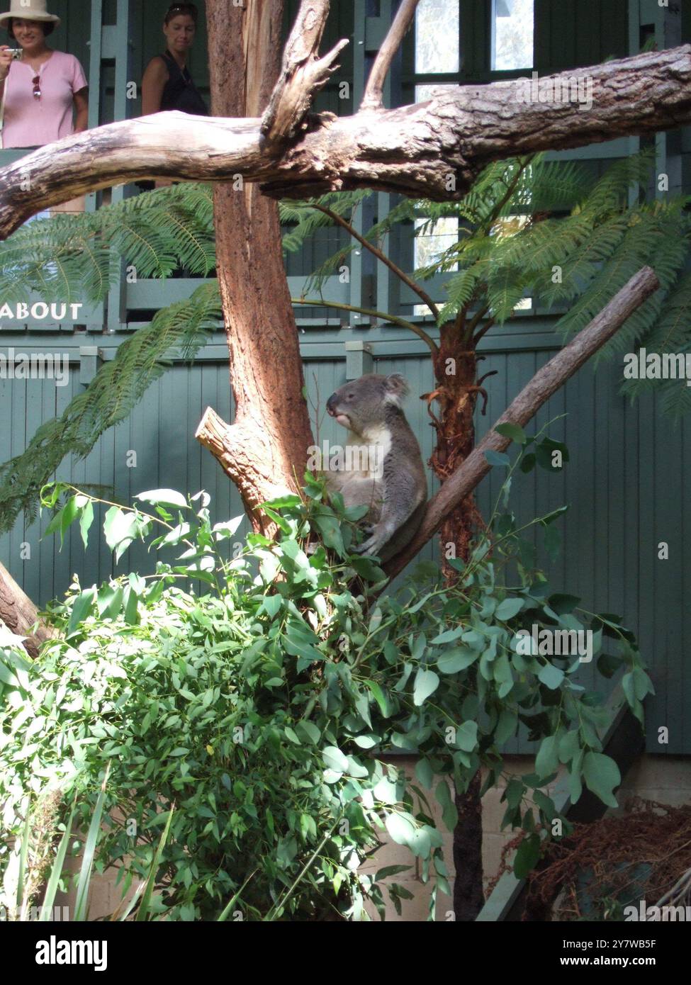 Koala in Taronga Zoo, Sydney, Australia. The Koala (Phascolarctos ...