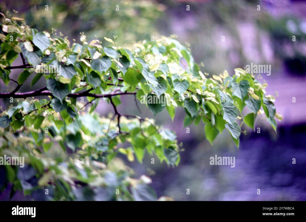 Lime tree leaves and buds Stock Photo - Alamy