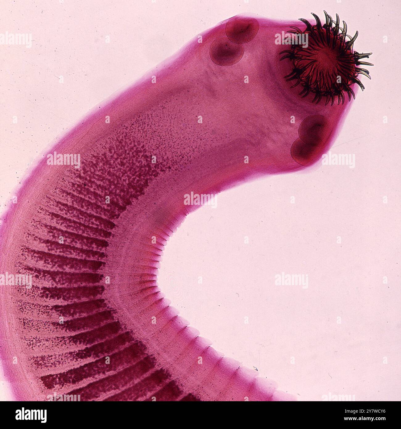 Photomicrograph of a Dog Tapeworm ' Taenia ' . Head x11 Stock Photo - Alamy