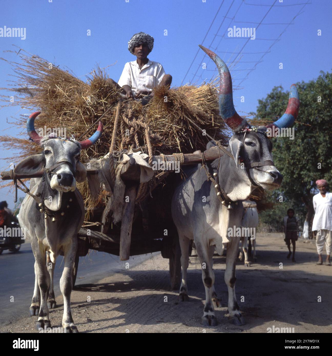 Magnificent horns of the cattle pulling the hay cart in Udaipur ...