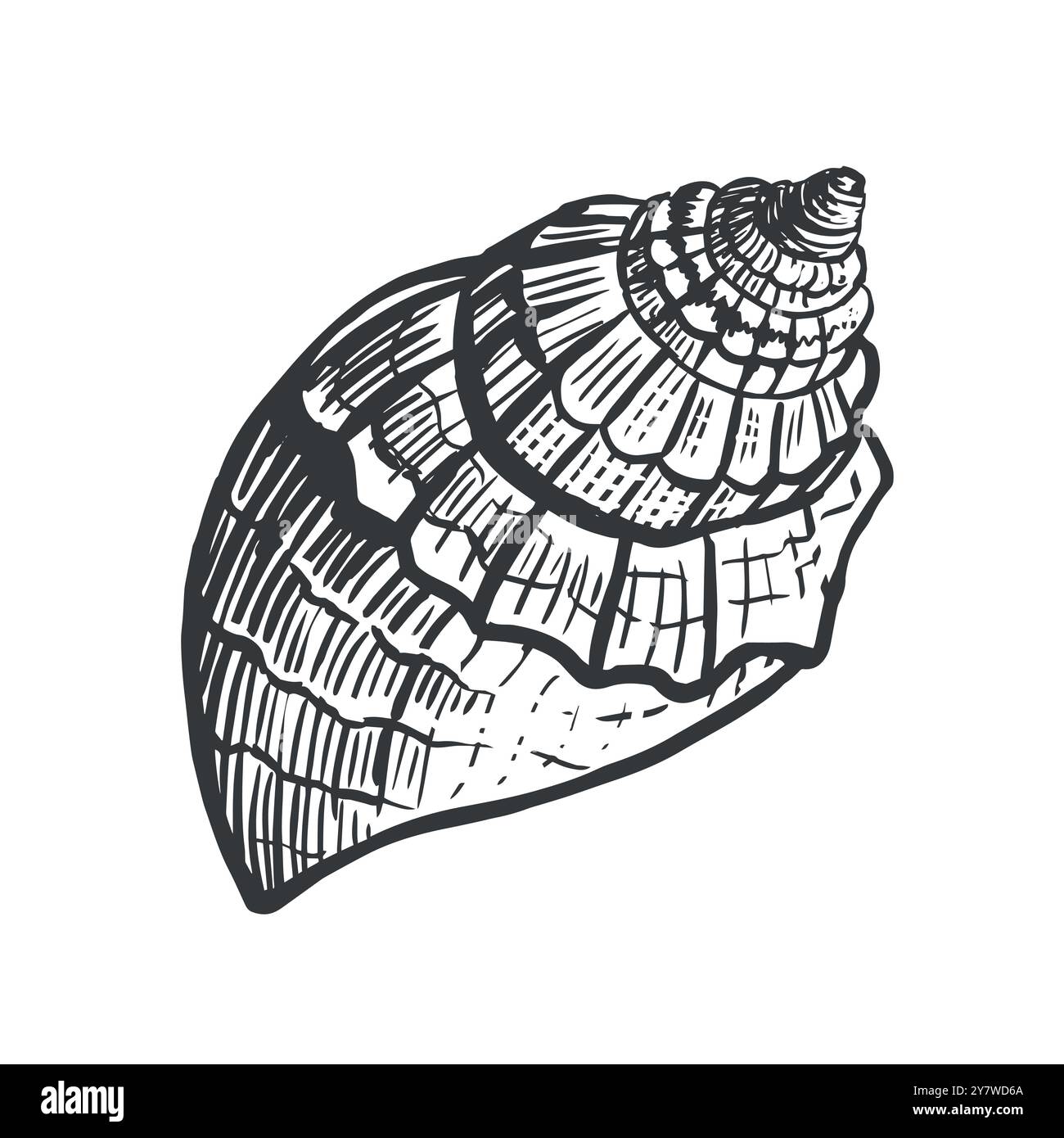 Spiral conch sea shell Stock Vector Image & Art - Alamy