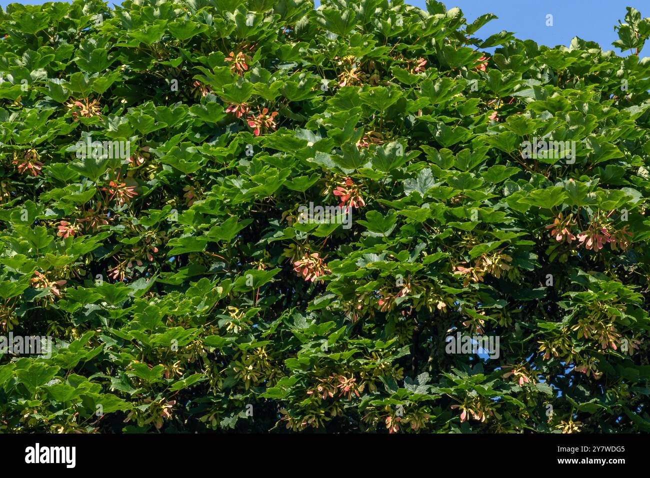 A Sycamore Tree (Acer pseudoplatanus) in summer, UK. The keys ...