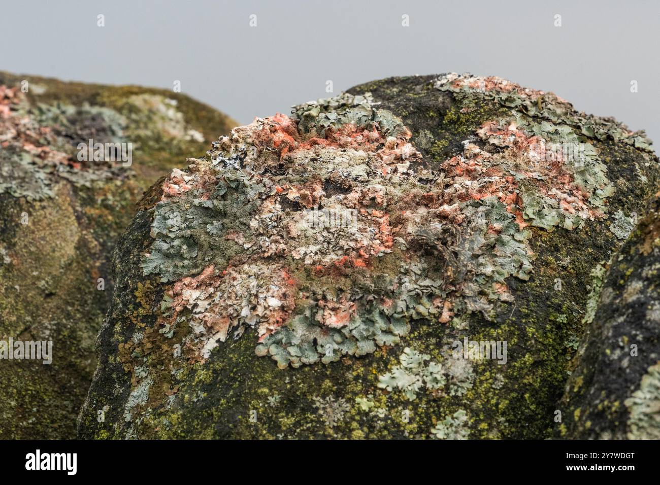 Lichens on a wall hi-res stock photography and images - Alamy