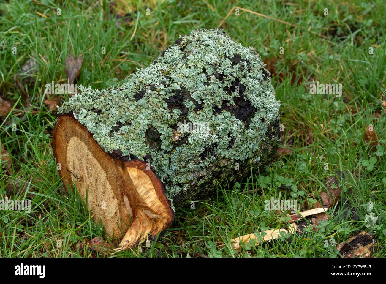 Mealy rosette lichen (Physcia millegrana) on a sawn off branch of an ...