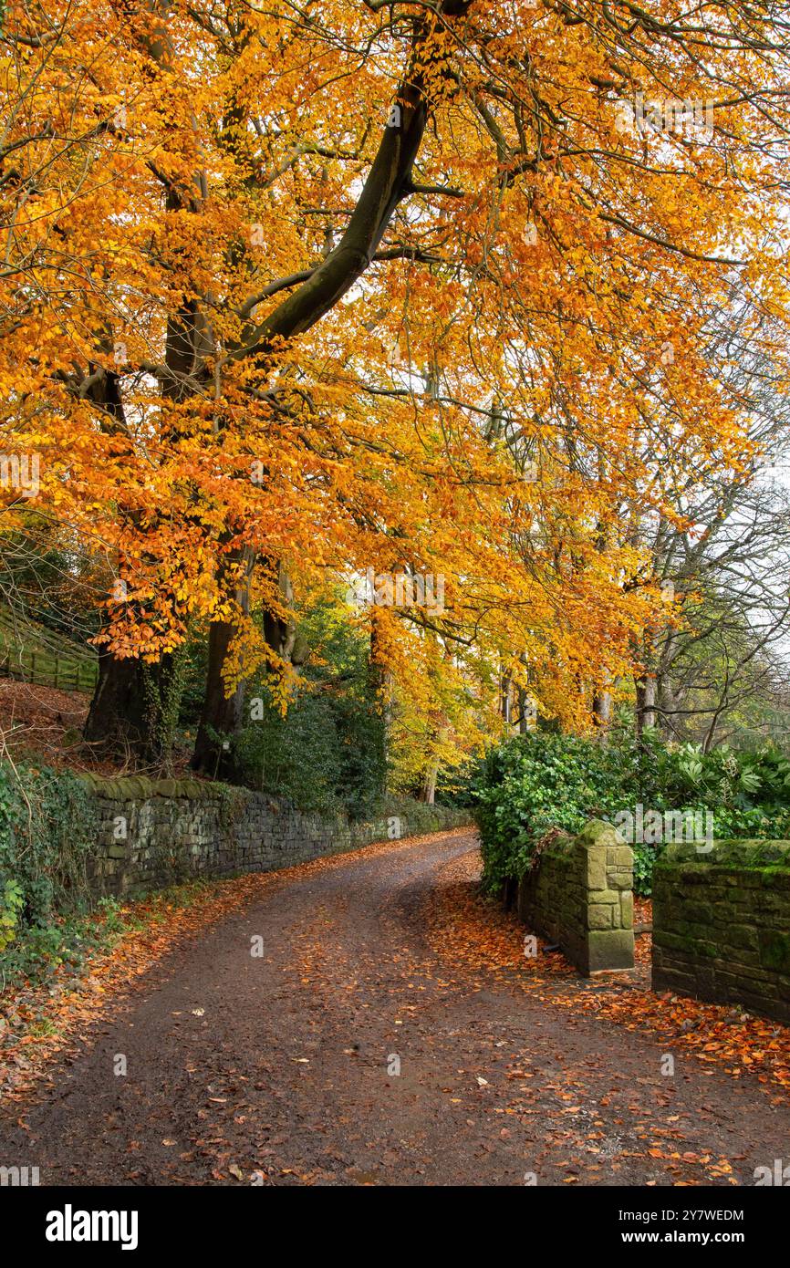 A country lane in Baildon, Yorkshire in autumn (fall). The lane has ...