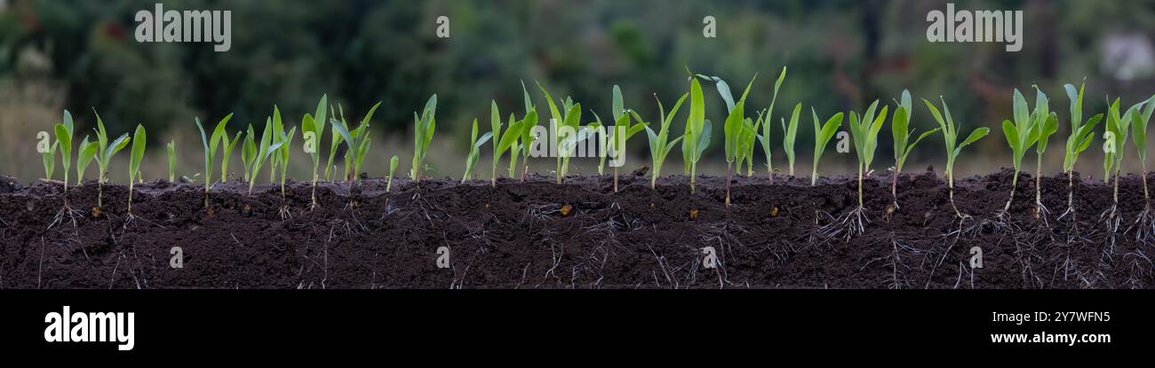 young corn plants in soil with roots Stock Photo - Alamy