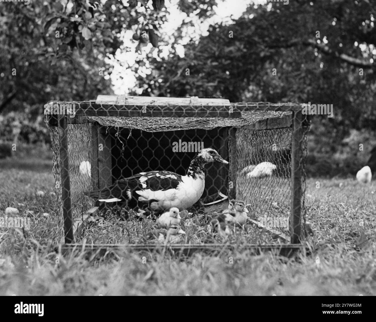 Duck and ducklings in a wire run undated Stock Photo - Alamy