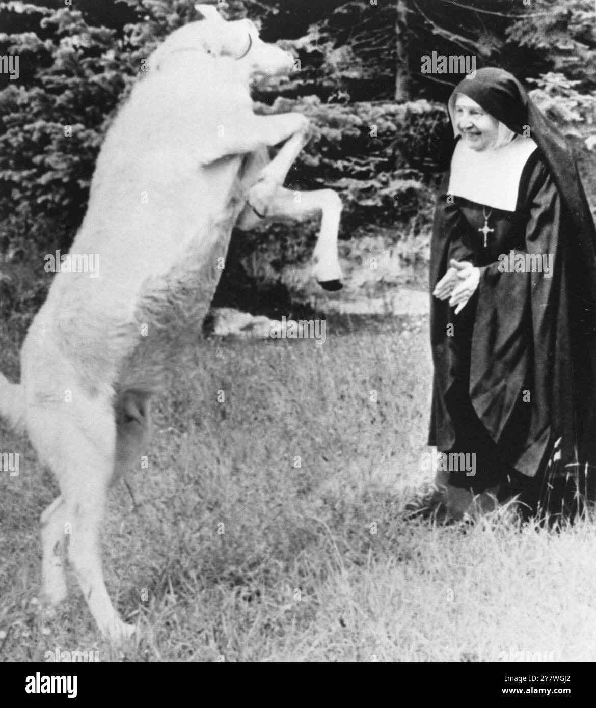 Dancing goat Black and White Stock Photos & Images - Alamy